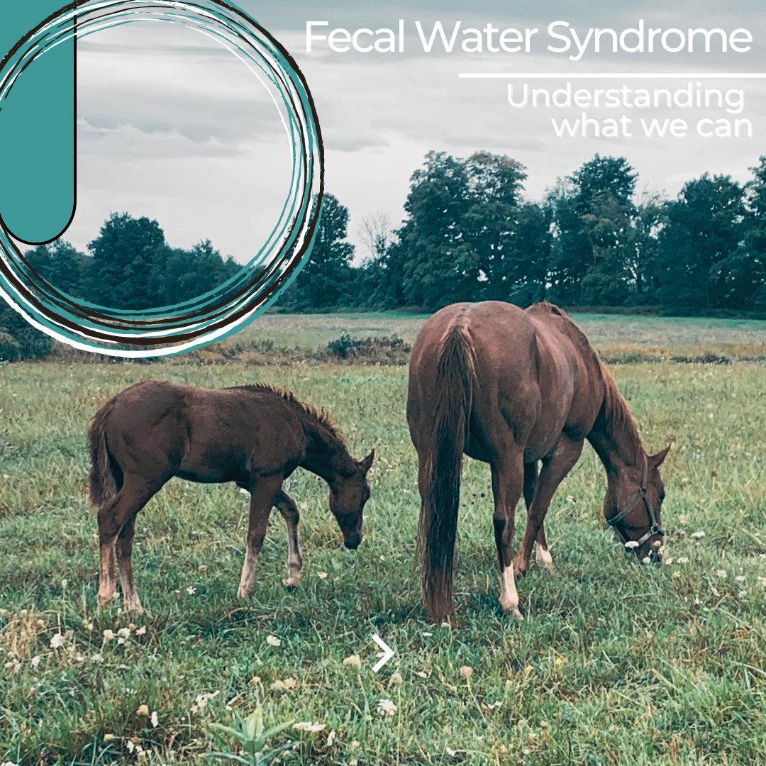 Fecal Water Syndrome - Understanding what we Can – Paddock Tree ...